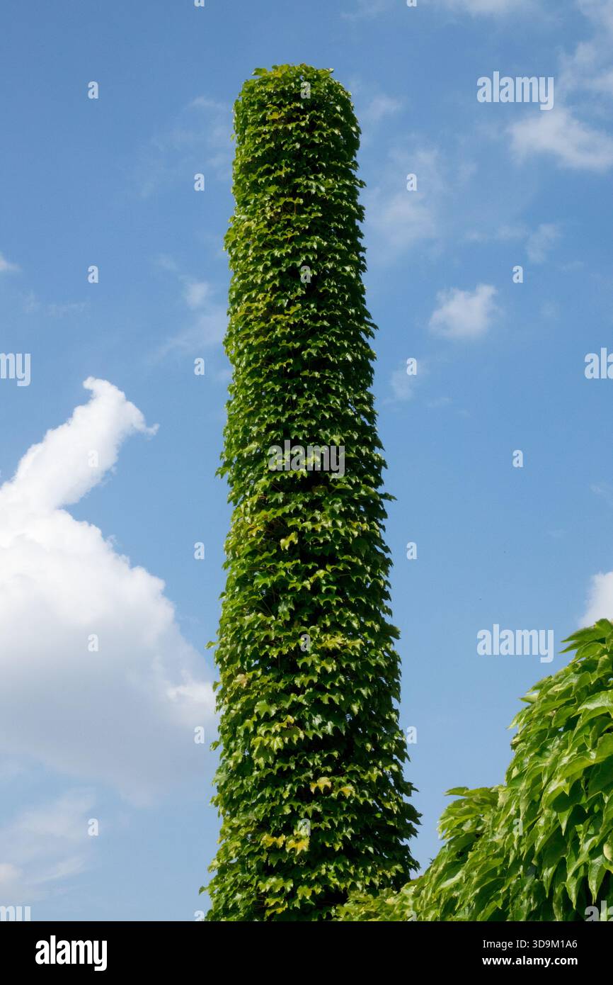 Ivy growing up a pole hi-res stock photography and images - Alamy