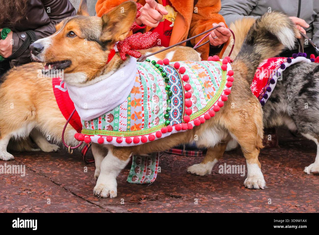 London, UK. 06th Dec, 2025. Corgis in Christmas jumpers and festive ...