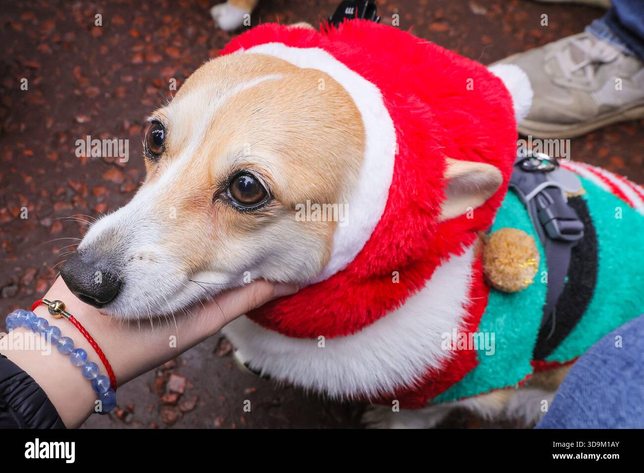 London, UK. 06th Dec, 2025. Corgis in Christmas jumpers and festive ...