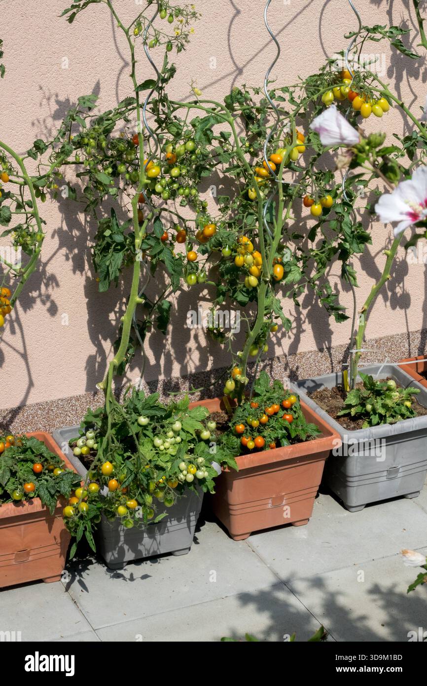 Plants growing wall hi-res stock photography and images - Alamy