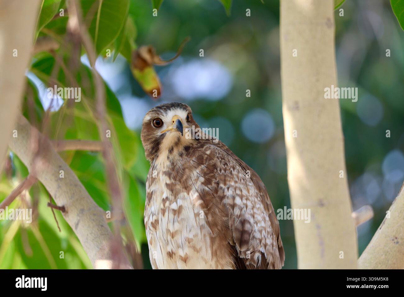 Juvenile White Eyed Buzzard on a Tree and Concentrating on a Prey Stock ...
