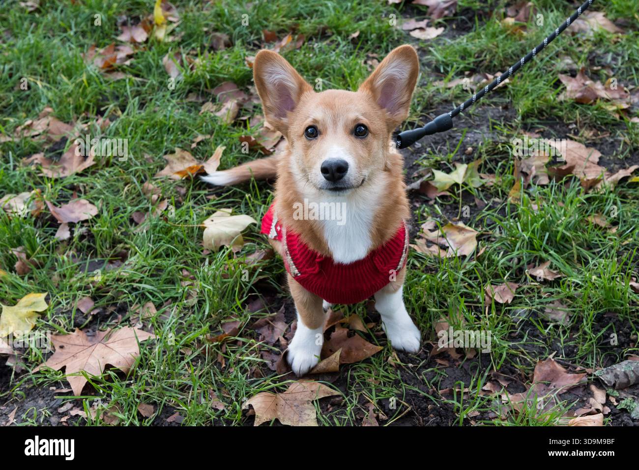 December 6, 2025, London, Greater London, United Kingdom: Corgi dogs ...
