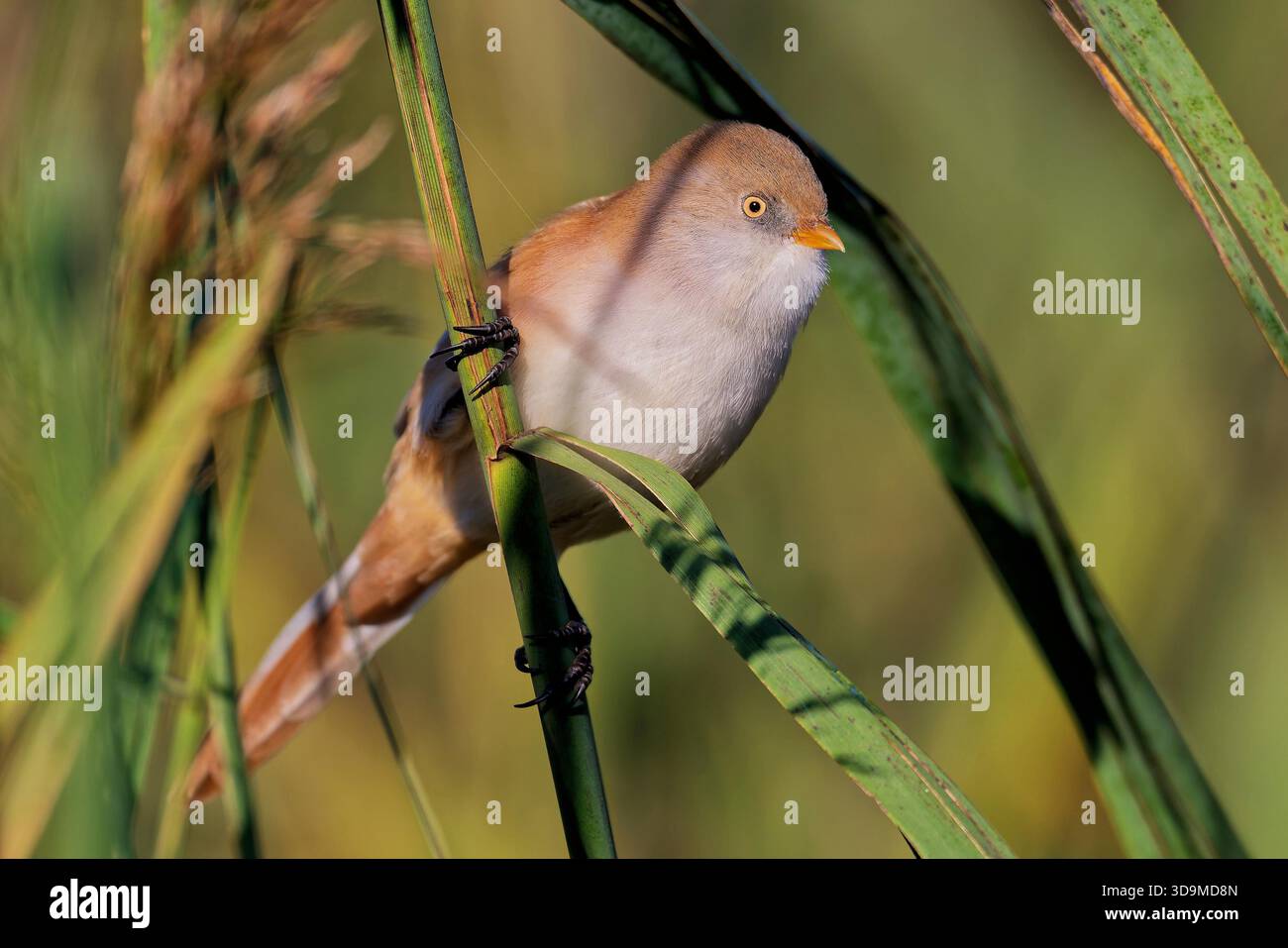 Bearded female reedling hi-res stock photography and images - Alamy