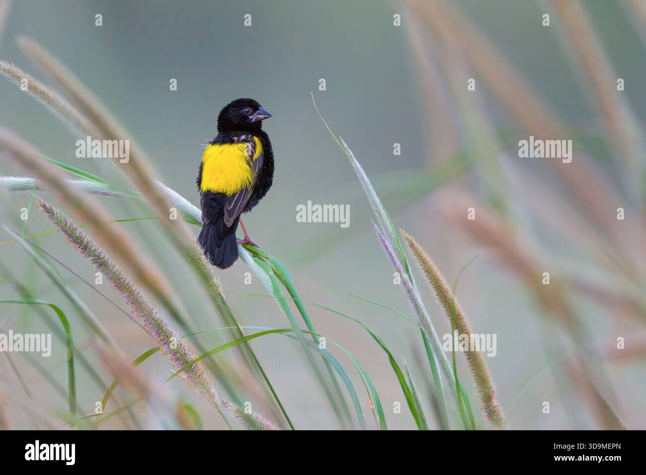Yellow bishop (Euplectes capensis, breeding male) from Stellenbosch ...