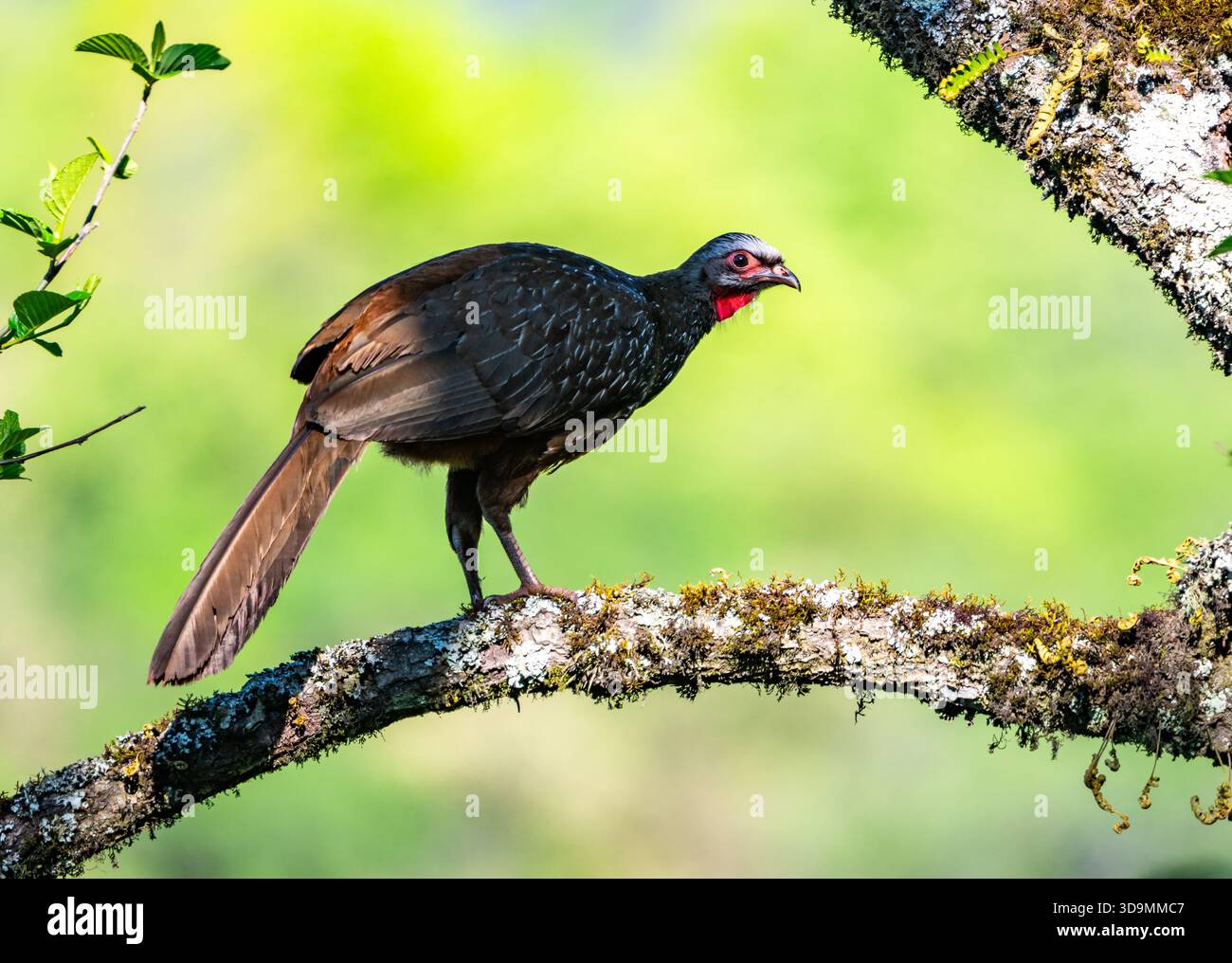 Red faced guan hi-res stock photography and images - Alamy