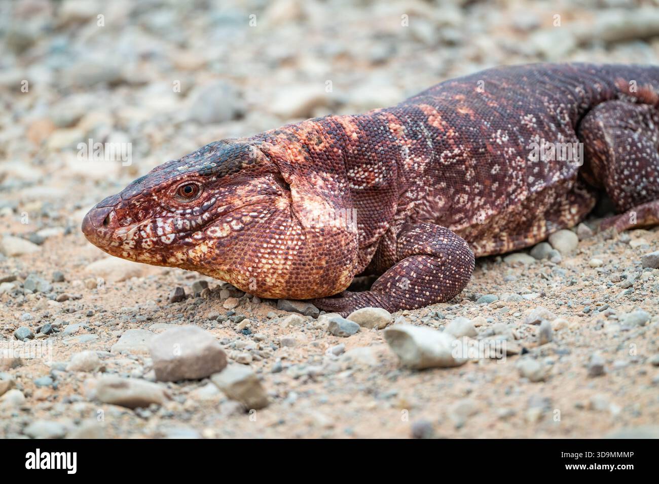 Large red tegu lizard hi-res stock photography and images - Alamy