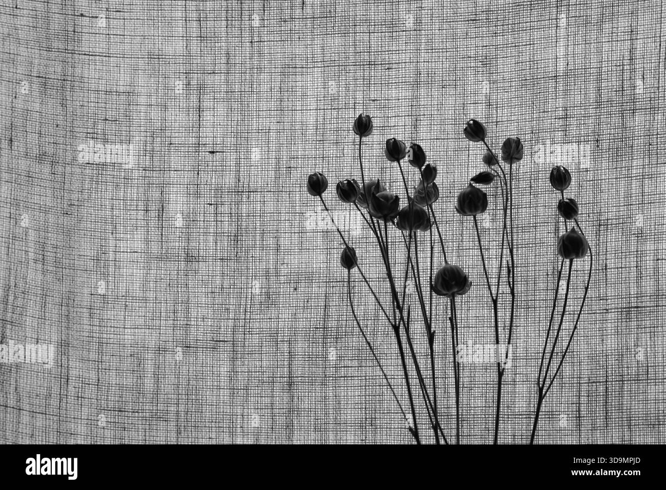 Natural Linen Fabric Texture with Flax. Shot against the Light ...