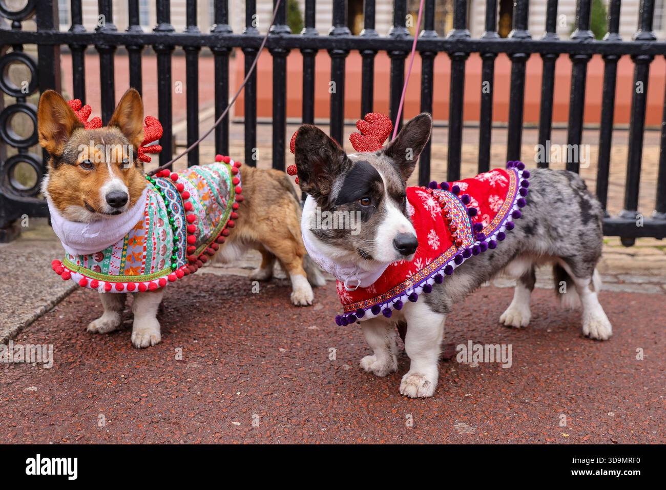 London. UK. 06 Dec 2025. Corgis wearing Christmas jumpers took part in ...