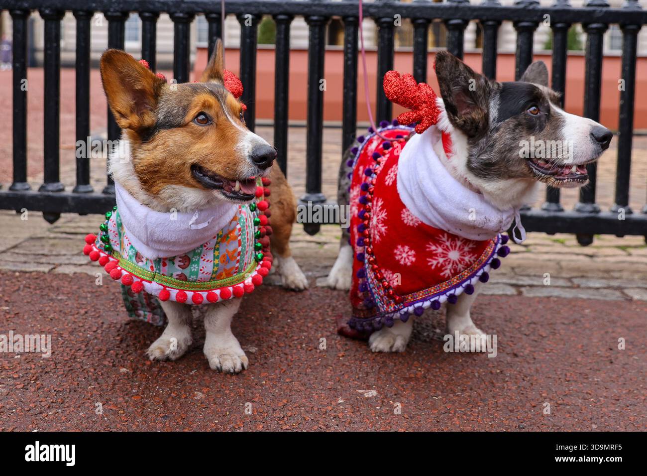 London. UK. 06 Dec 2025. Corgis wearing Christmas jumpers took part in ...