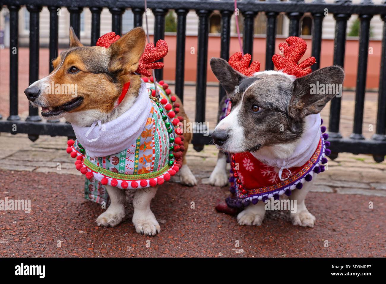 London. UK. 06 Dec 2025. Corgis wearing Christmas jumpers took part in ...