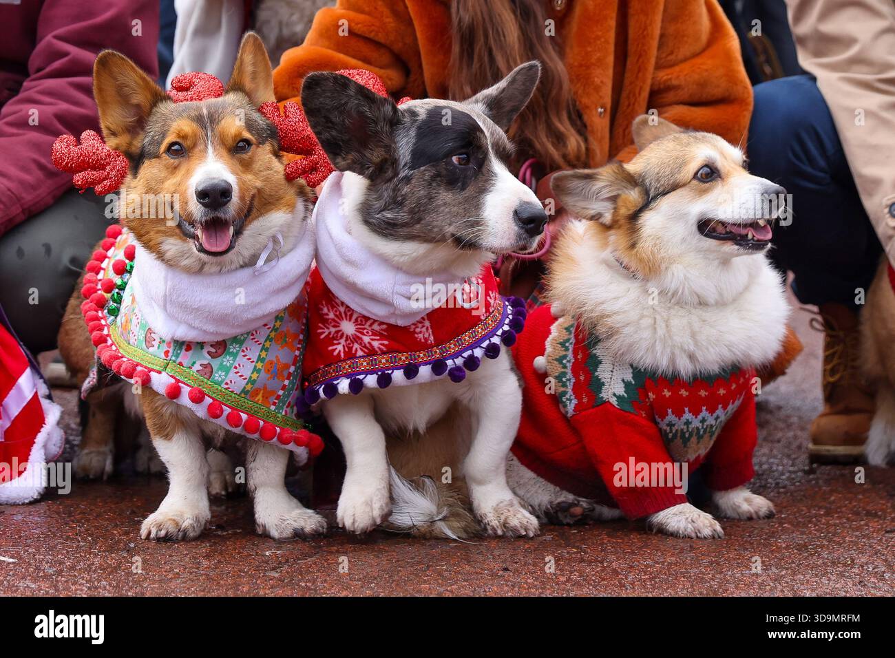 London. UK. 06 Dec 2025. Corgis wearing Christmas jumpers took part in ...