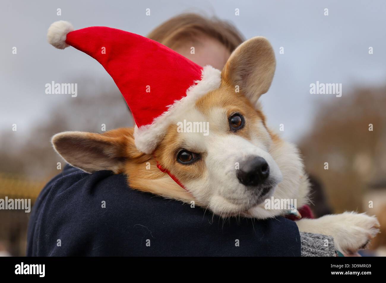 London. UK. 06 Dec 2025. Corgis wearing Christmas jumpers took part in ...
