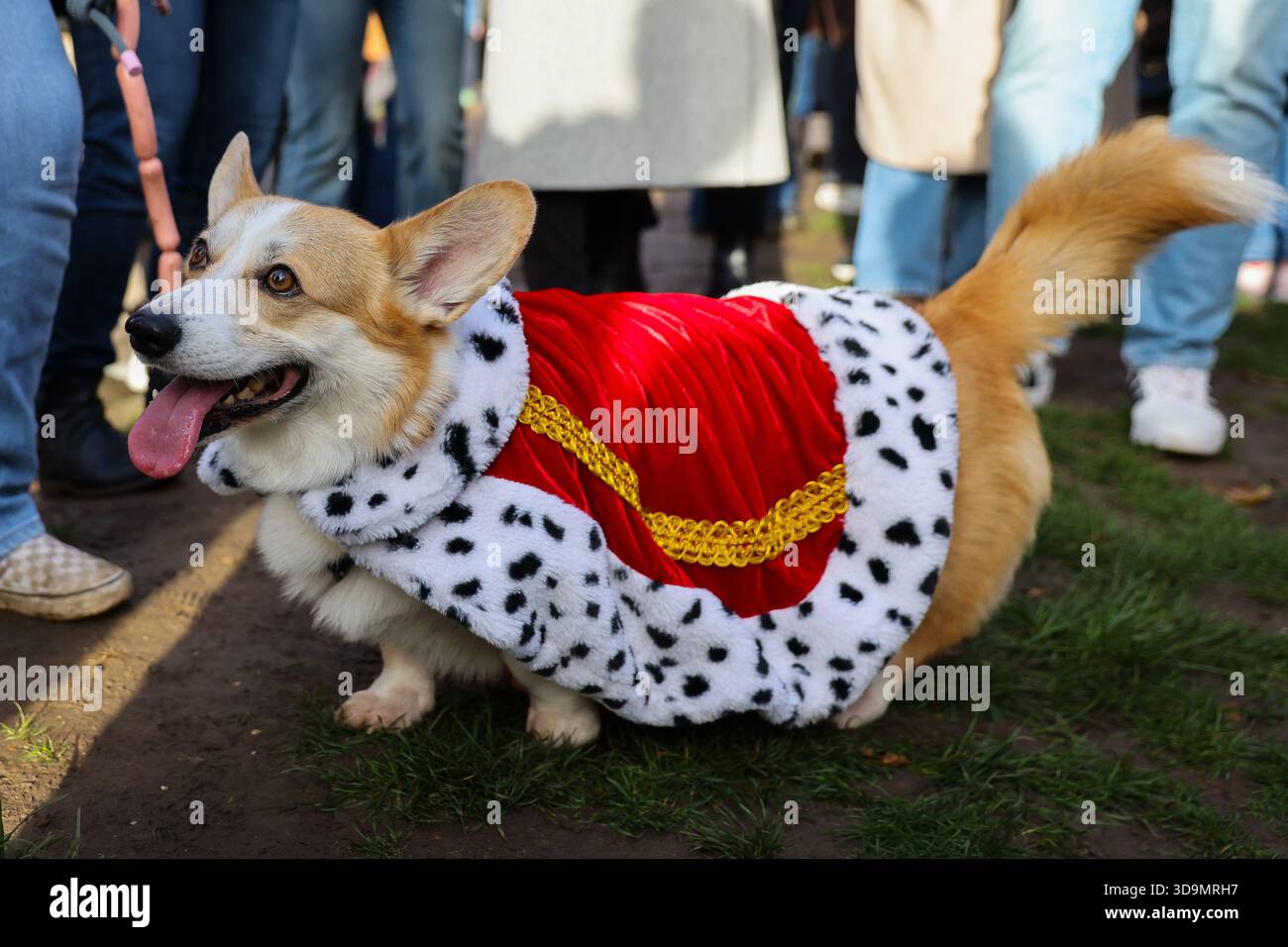 London. UK. 06 Dec 2025. Corgis wearing Christmas jumpers took part in ...