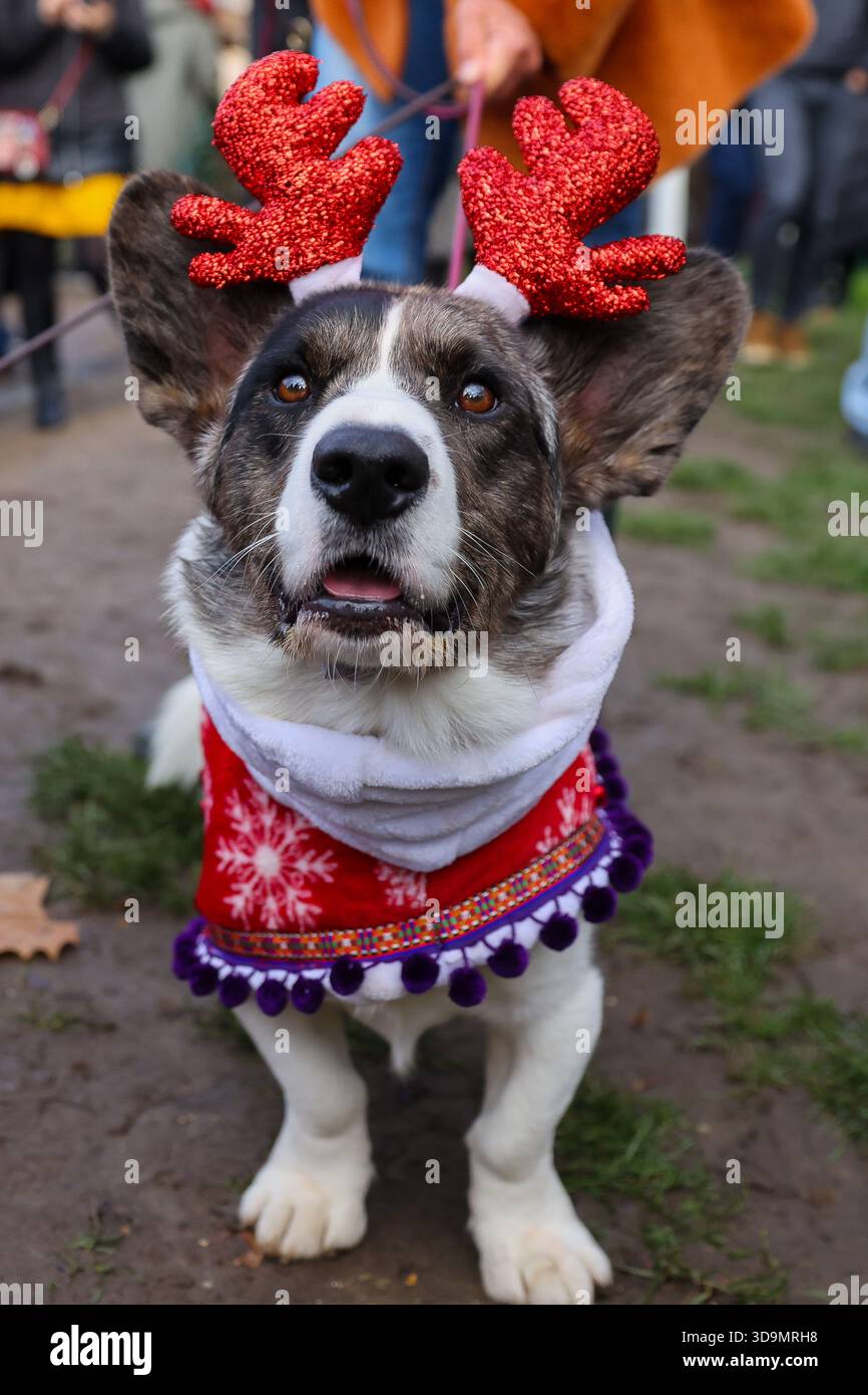 London. UK. 06 Dec 2025. Corgis wearing Christmas jumpers took part in ...