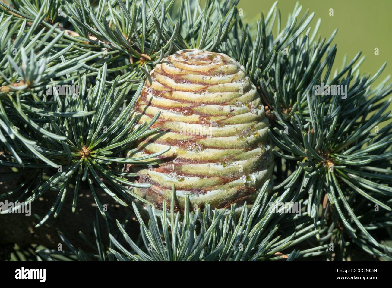 Deodar Cedar Cone Cedrus deodara "Karl Fuchs Stock Photo - Alamy