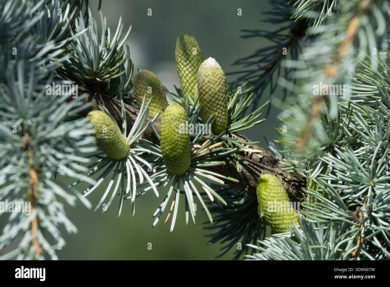 Cedrus libani "Glauca" Cedrus Cones close up Stock Photo - Alamy