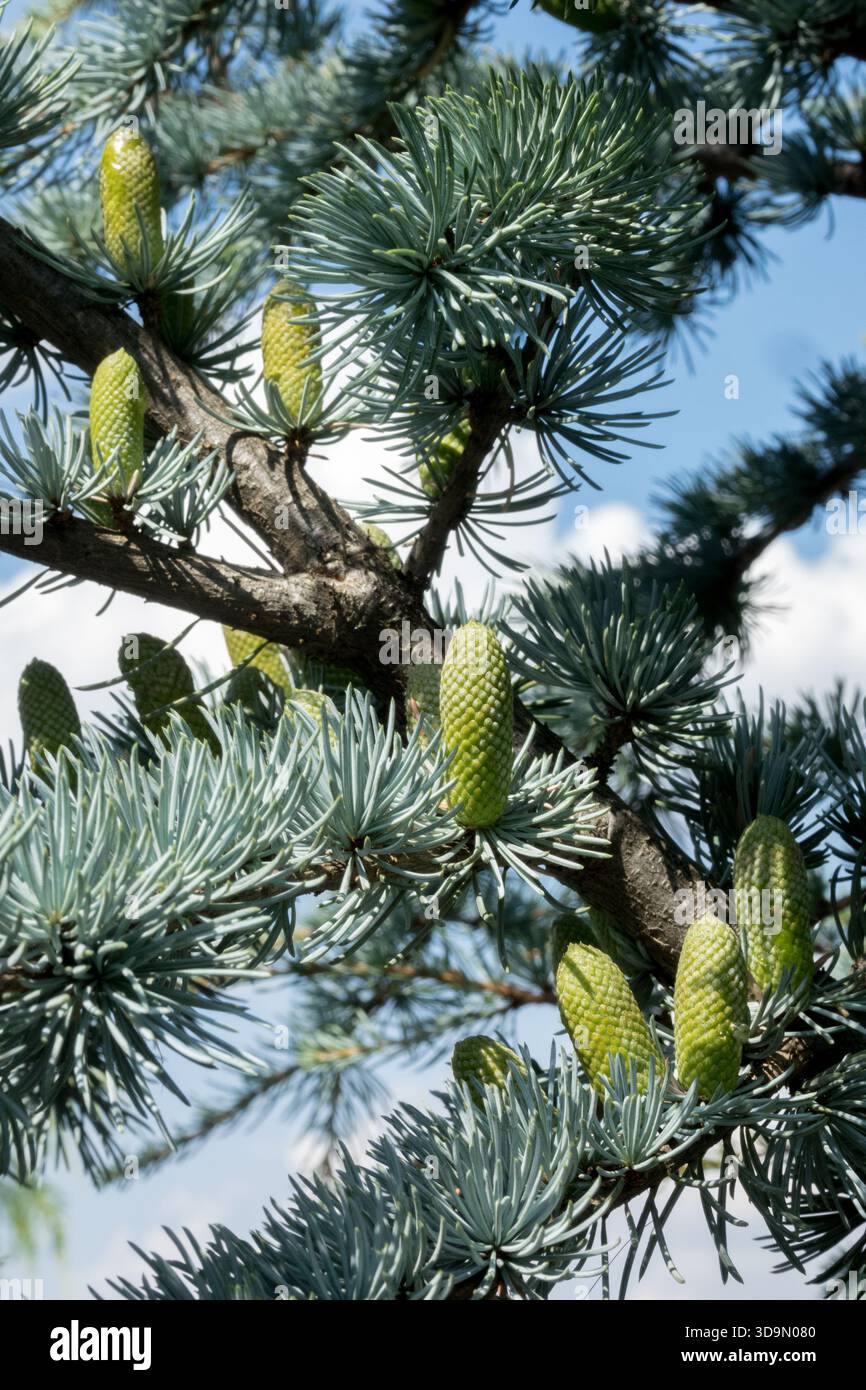 Cedrus libani "Glauca" Cedrus Cones Cedrus, Cedar of Lebanon Stock ...