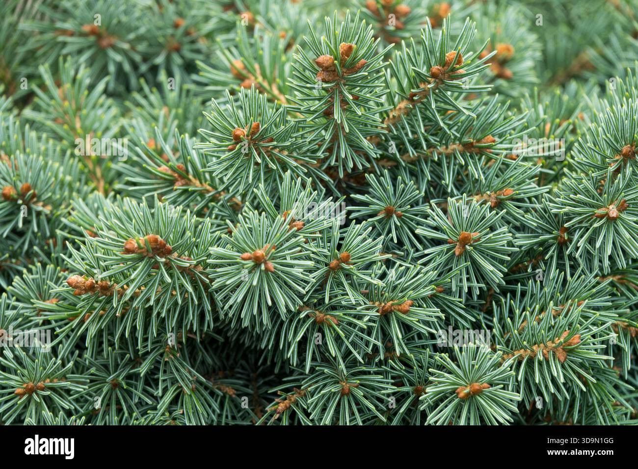Picea jasper lace hi-res stock photography and images - Alamy