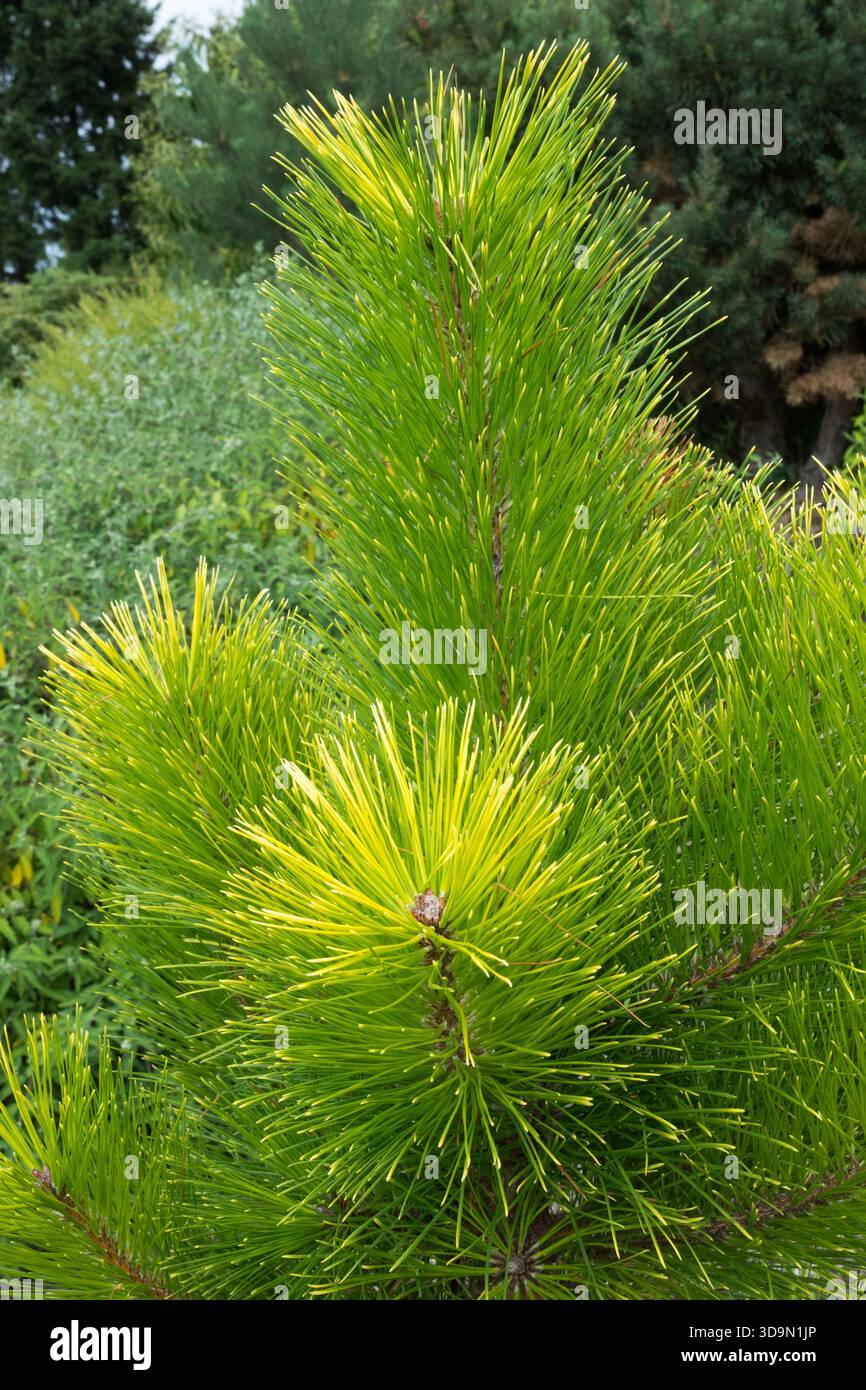 Monterey Pine Pinus radiata 'Aurea' Stock Photo - Alamy