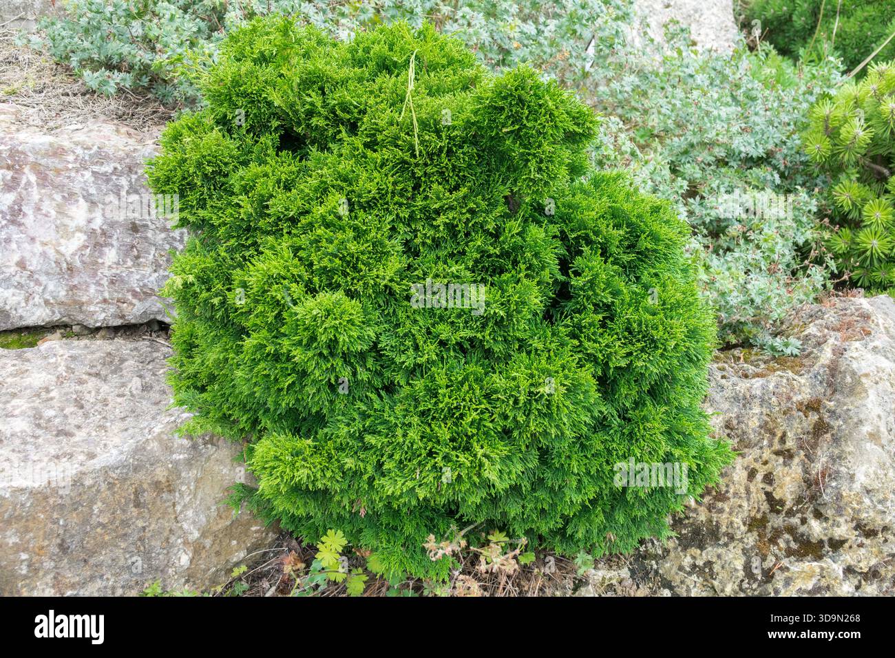 Chamaecyparis lawsoniana "Green Globe", Dwarf Conifer Miniature Small ...