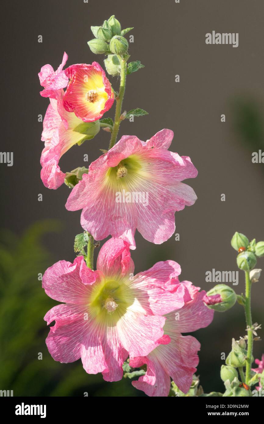 Pink, Alcea rosea flower Hollyhock Althaea Stock Photo - Alamy