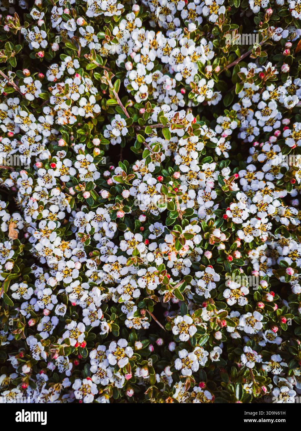 Dense cluster of white blossoms hi-res stock photography and images - Alamy