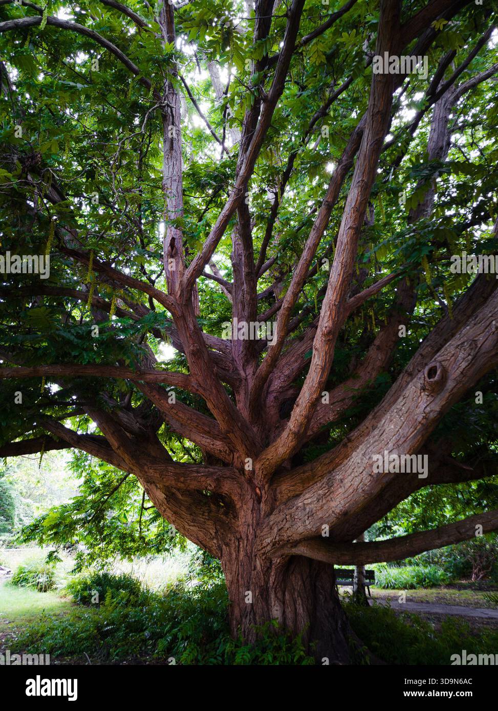 Majestic mature tree with sprawling textured branches and dense green ...