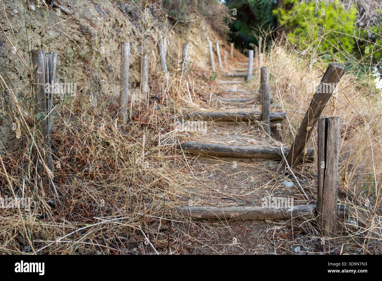 A tranquil forest pathway is framed by beautiful trees, showcasing ...