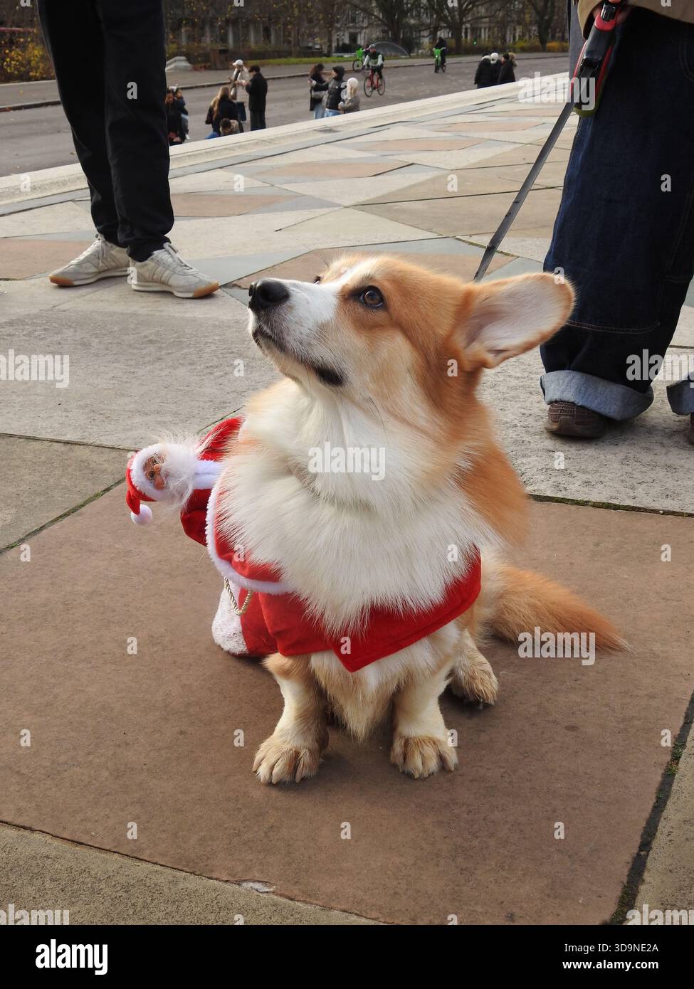 London, UK. 6th December, 2025. Corgis wearing festive Christmas ...
