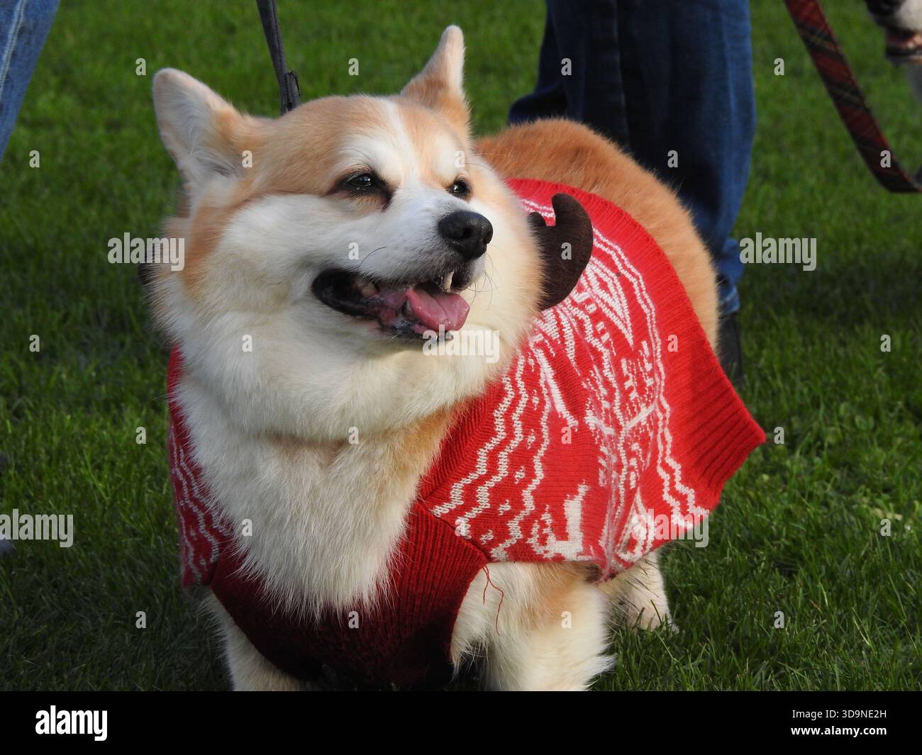 London, UK. 6th December, 2025. Corgis wearing festive Christmas ...