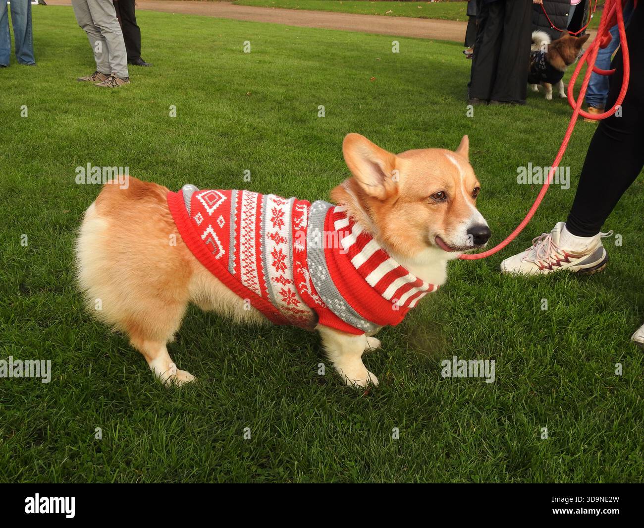 London, UK. 6th December, 2025. Corgis wearing festive Christmas ...