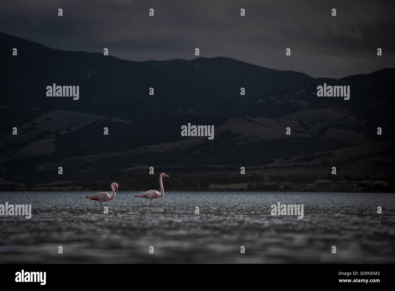 flamingo's pictured during a training session before the Cyclocross ...