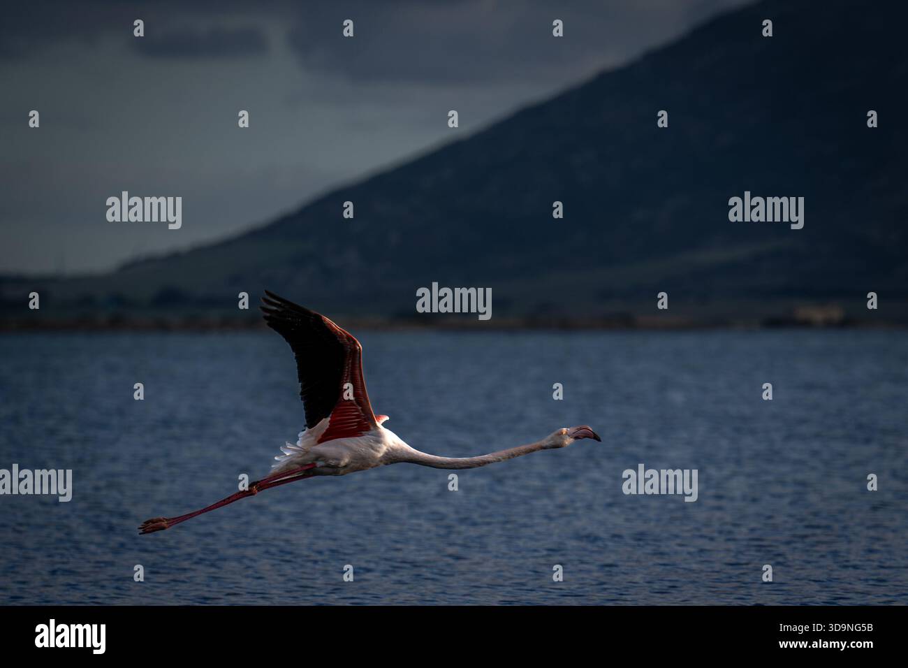 flamingo's pictured during a training session before the Cyclocross ...