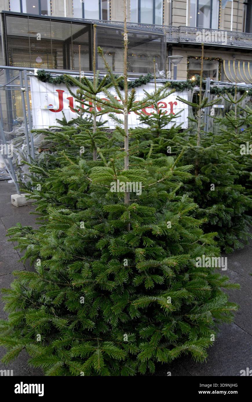 COPENHAGEN/DENMARK Couple buying christmas tree to celebrate christmas ...