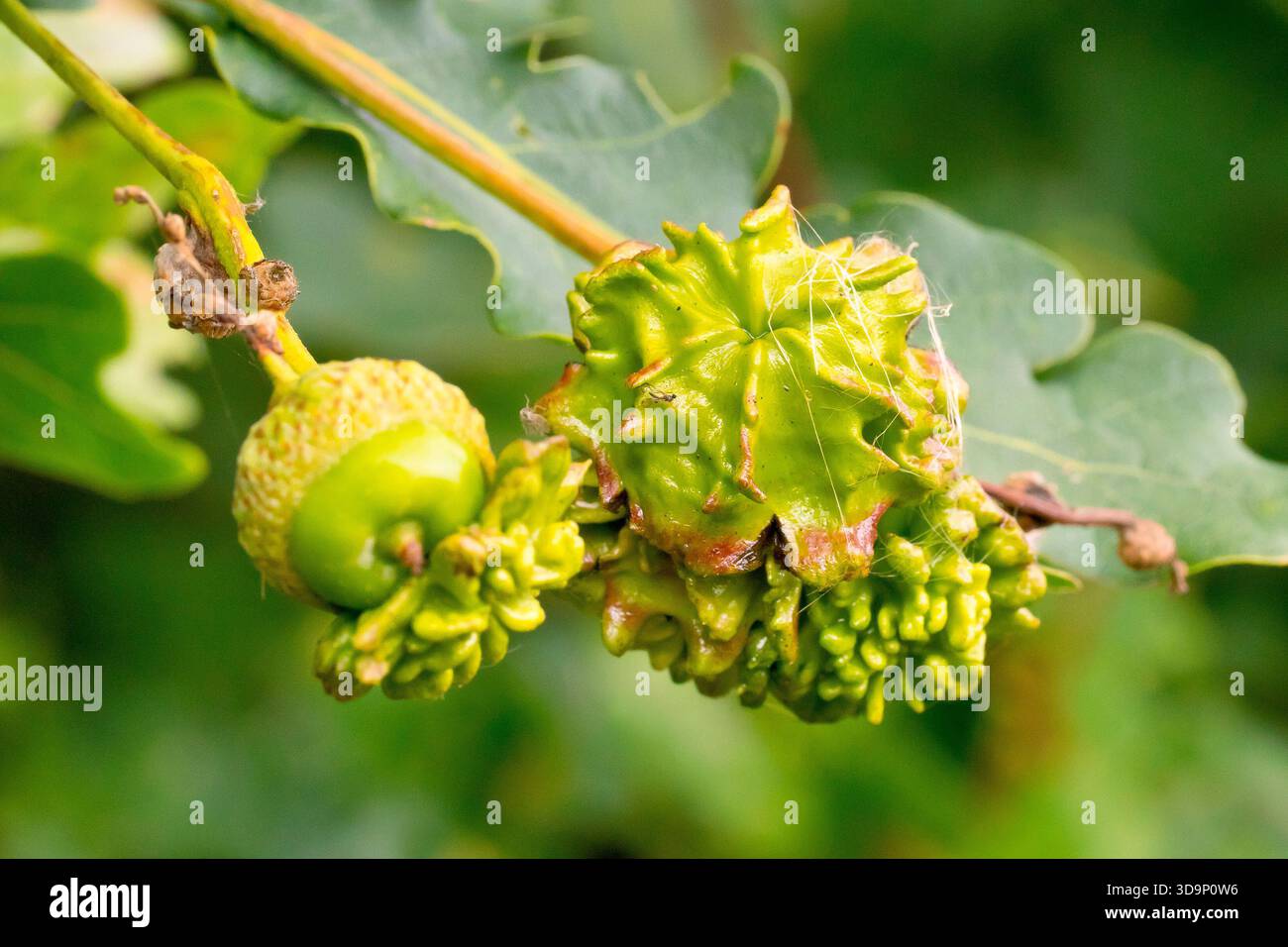 Close up showing infected, misshapen acorns caused by the actions of ...