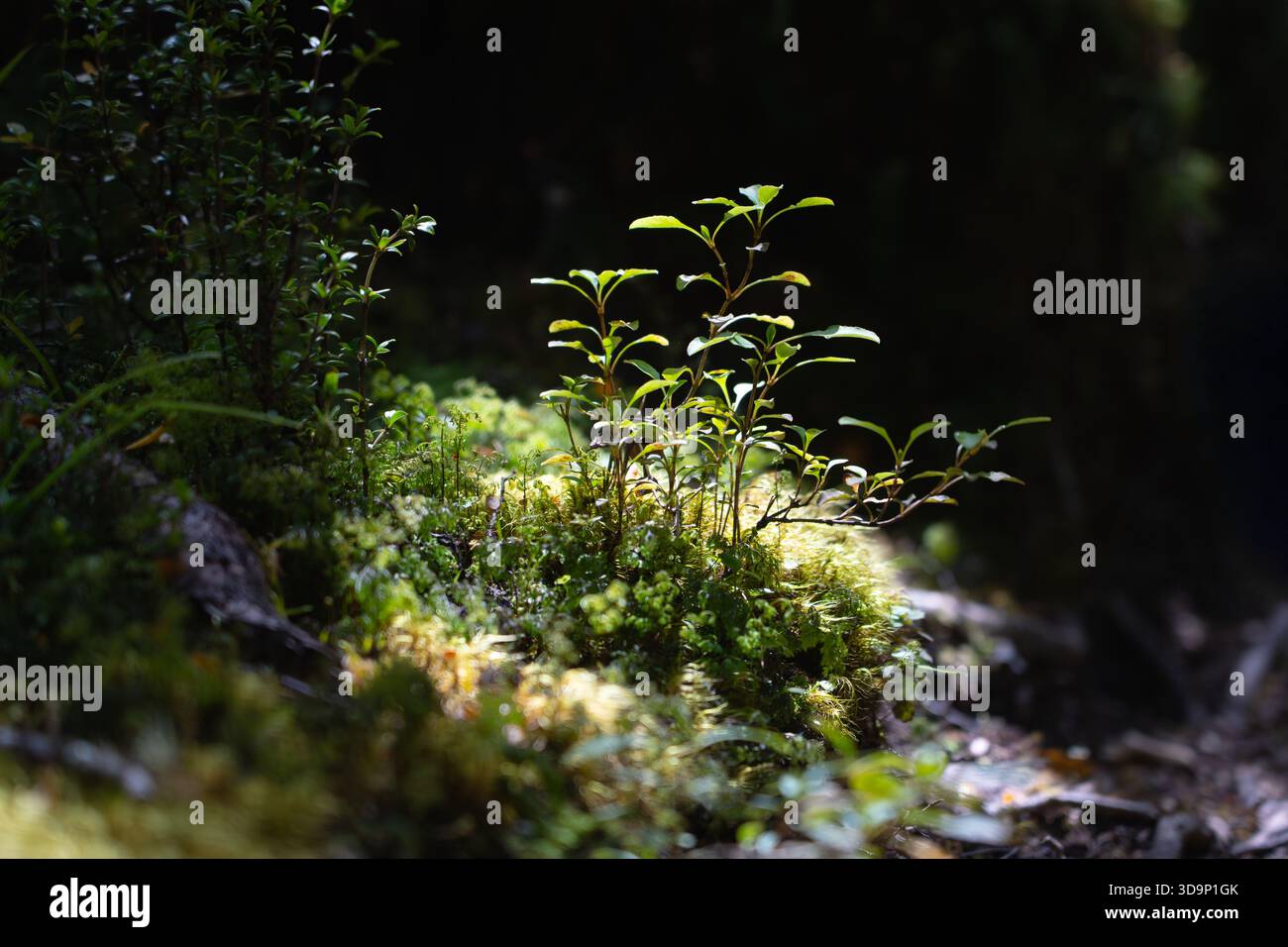 Small Native Red Beech Tree Seedling on Mossy Forest Floor Tongariro ...