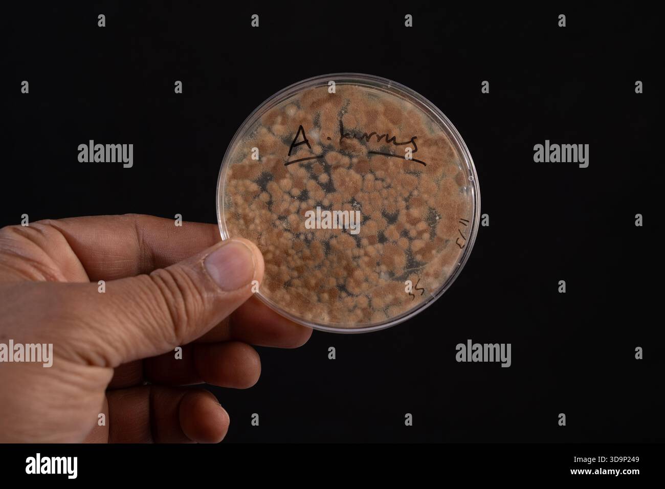 Macro View of Aspergillus terreus Colony Growth in a Petri Dish ...