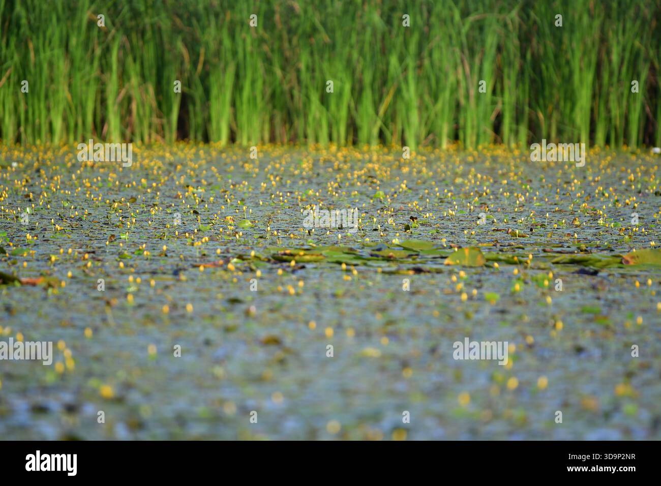 Birdwatching at Natural Reserve of Tisza Lake, Hungary, August 2025 ...
