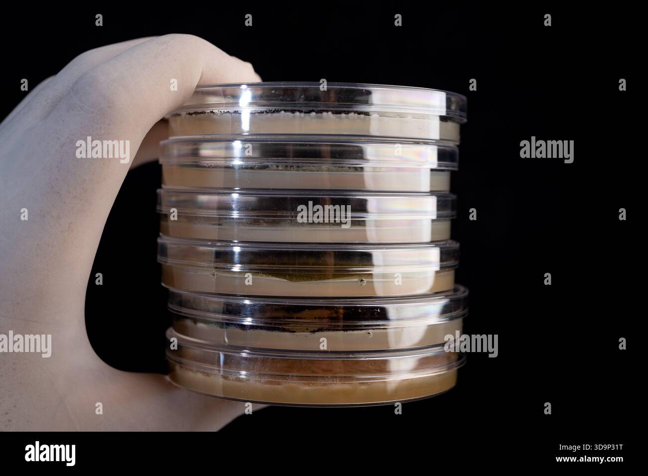 Stack of Petri Dishes Showcasing Fungal and Bacterial Cultures in a ...