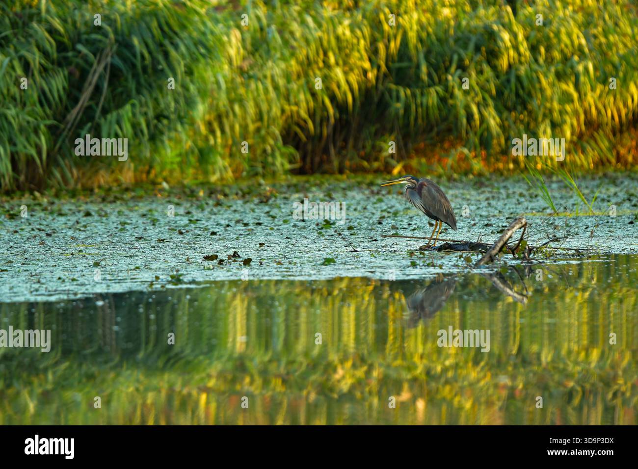 Birdwatching natural reserve tisza hi-res stock photography and images ...