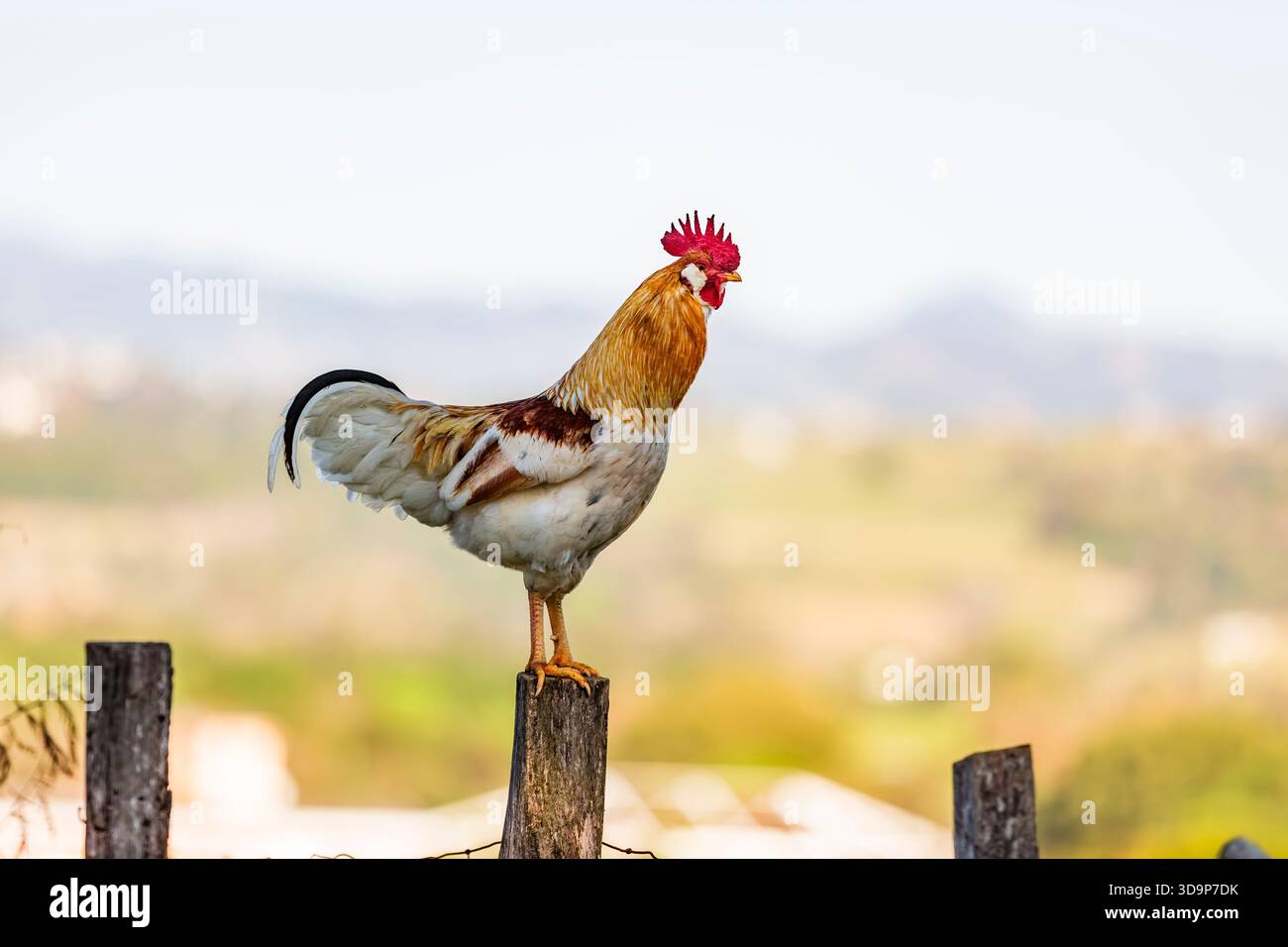 Mexican rooster farm hi-res stock photography and images - Alamy