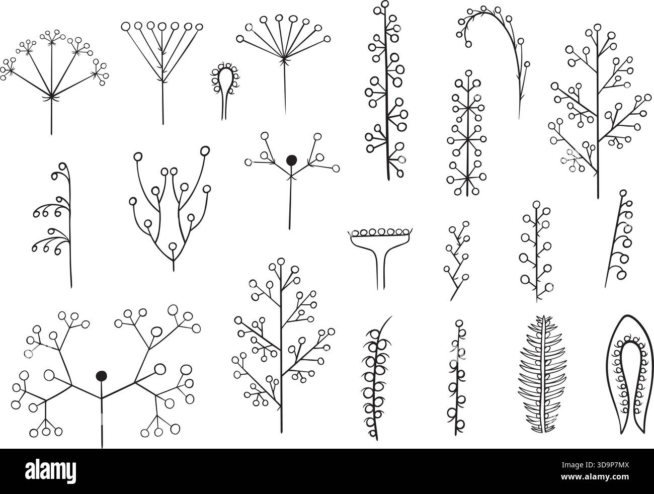 Vector isolated illustration of botanical set of inflorescences. Types ...