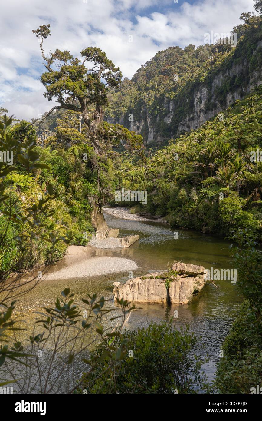 Scenic Pororari River Track Landscape in Paparoa National Park New ...