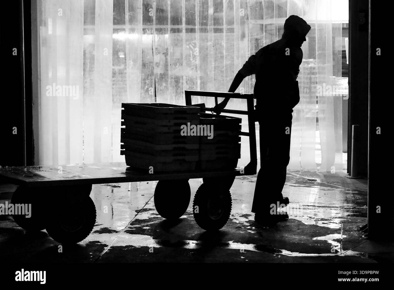 Man carrying trolleys to unload fish from the boat at the end of the ...