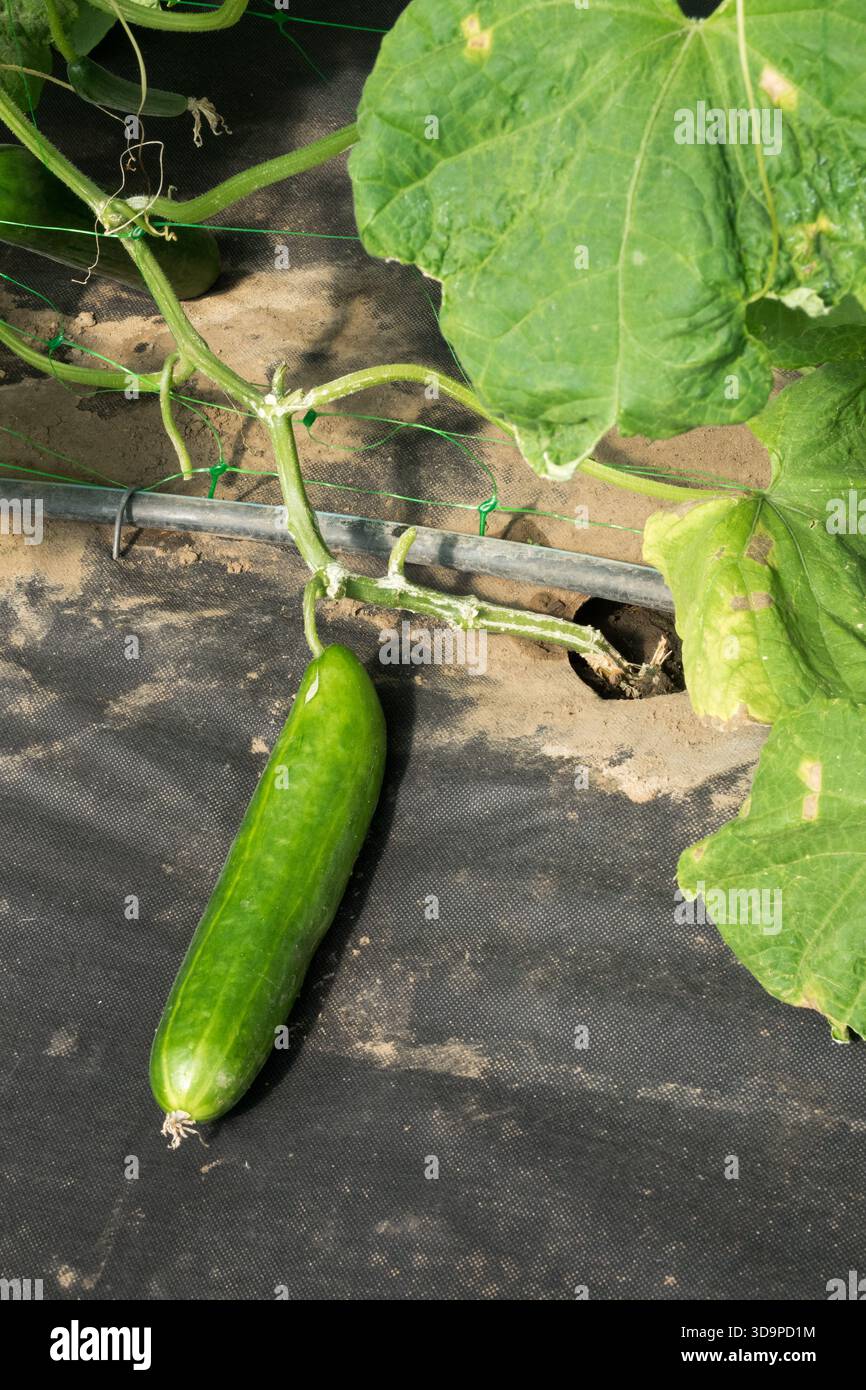 Cucumber lying on plastic hi-res stock photography and images - Alamy