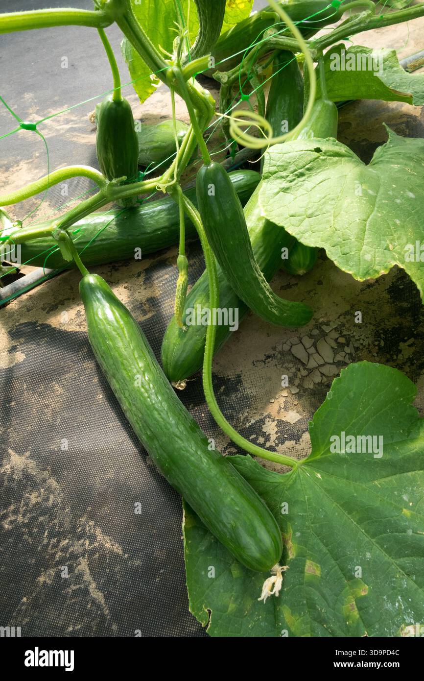 Cucumber lying on plastic hi-res stock photography and images - Alamy
