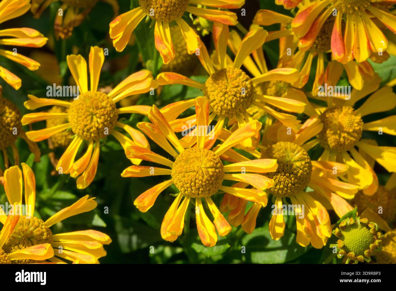 Helenium fancy fan hi-res stock photography and images - Alamy