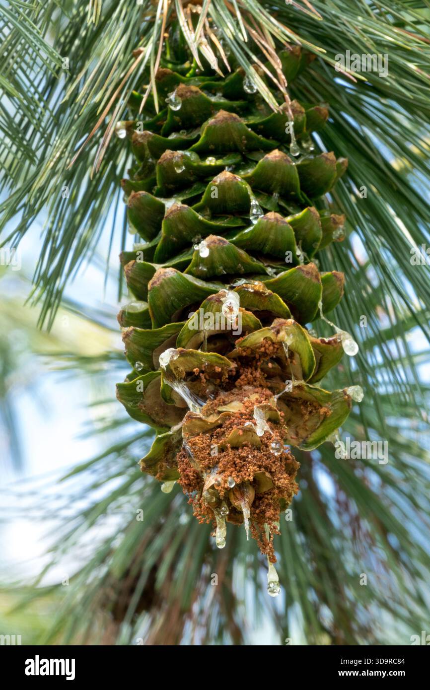 White pine cone sap hi-res stock photography and images - Alamy