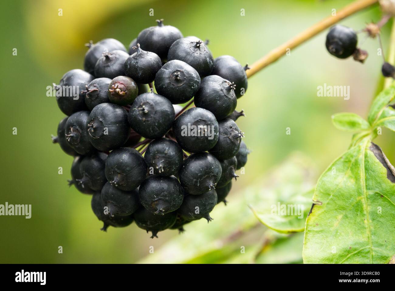 Siberian Ginseng Fruits Eleutherococcus senticosus Stock Photo - Alamy
