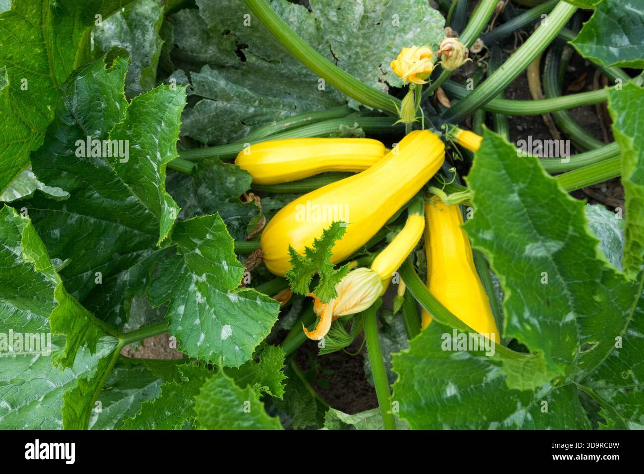 Mature yellow courgette zucchini vegetables hi-res stock photography ...